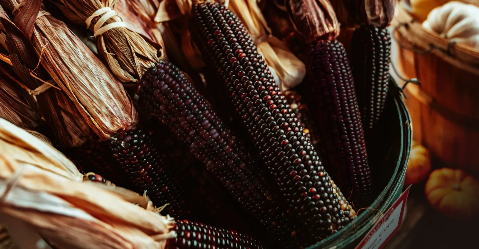 Organic Products from Peru - Peruvian Purple Corn